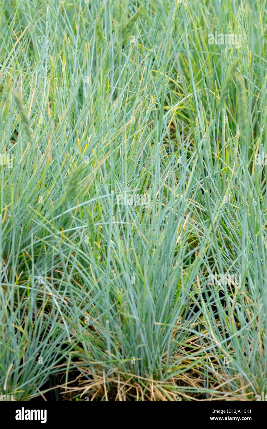 Blue fescue festuca glauca elijah blue immagini e fotografie stock ad ...