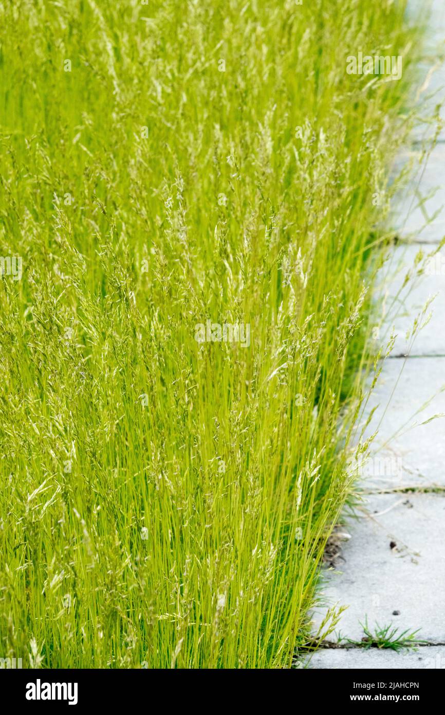 Bearskin Fescue, giardino erba marciapiede, Festuca scoparia, Festuca ...