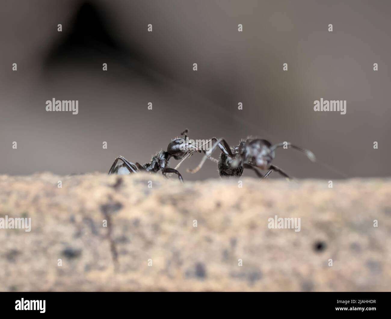 Morsi di insetto formica immagini e fotografie stock ad alta ...
