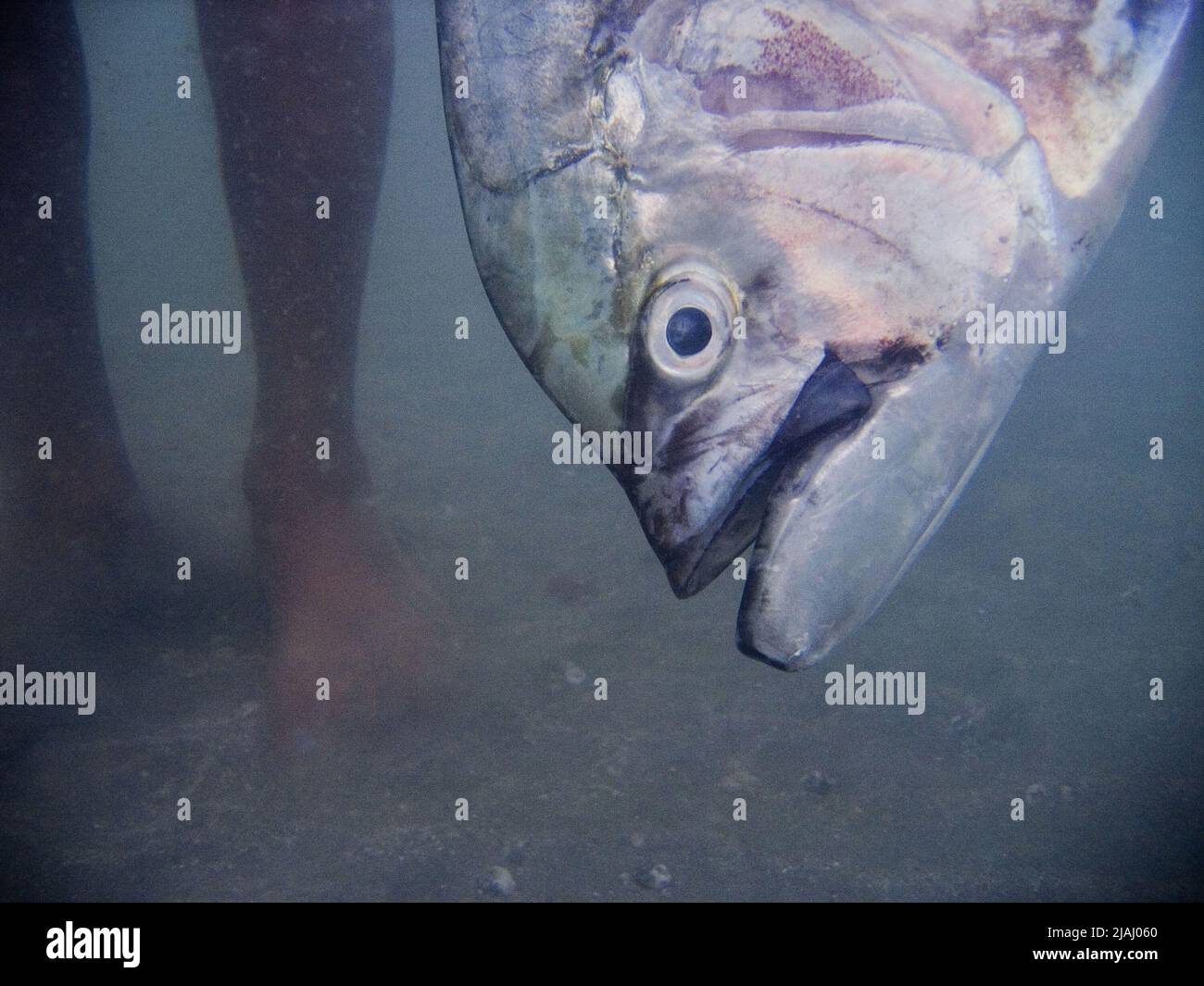 Pescatore uomo e pesce: Un pescatore porta via un pesce mentre il suo ...