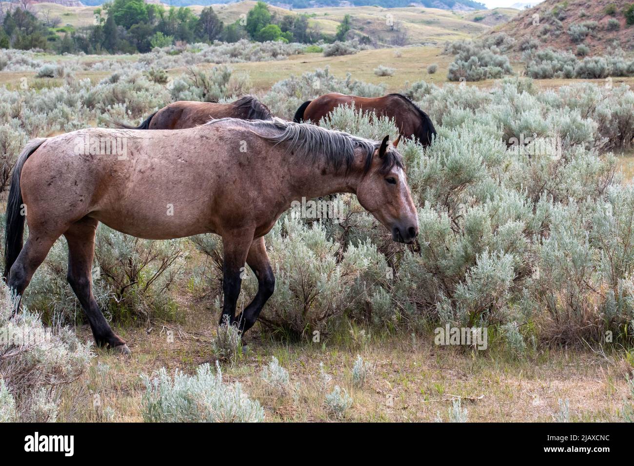Bellissimi cavalli immagini e fotografie stock ad alta risoluzione - Alamy