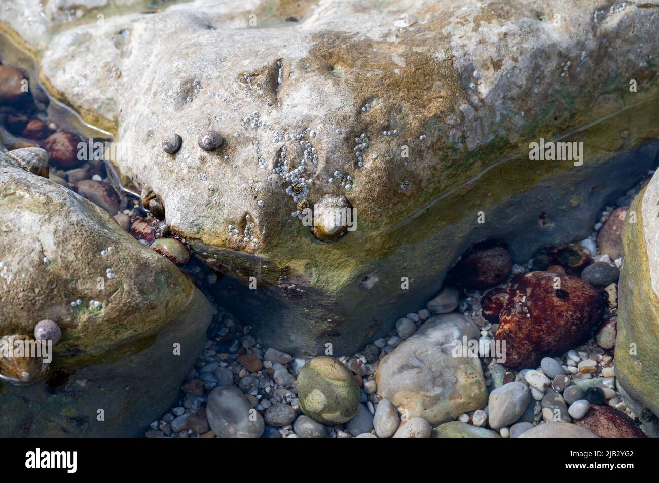 Molluschi d'acqua di mare commestibili patella caerulea, specie di ...