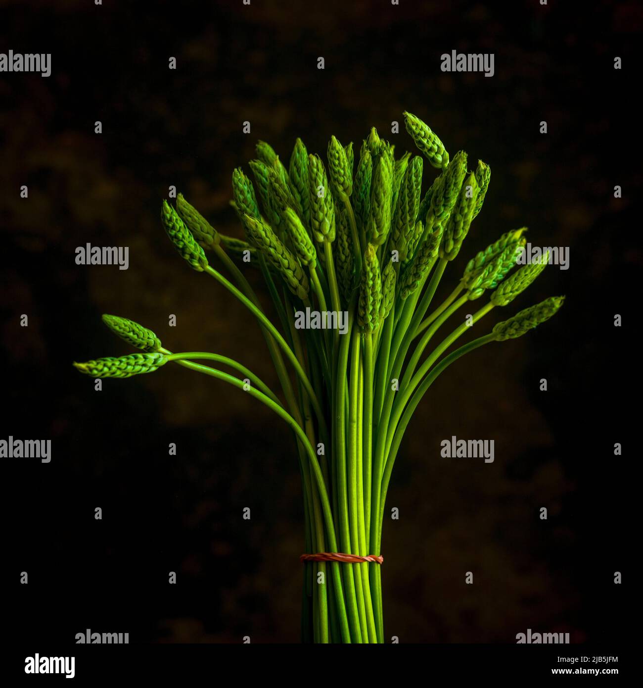 Pianta di asparagi officinalis immagini e fotografie stock ad alta ...