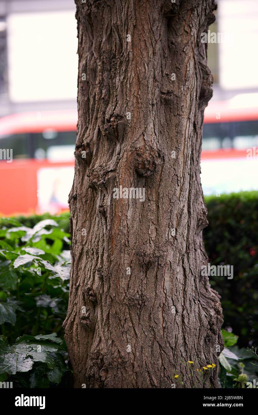 Tronco grande albero corteccia di alberi immagini e fotografie stock ad ...