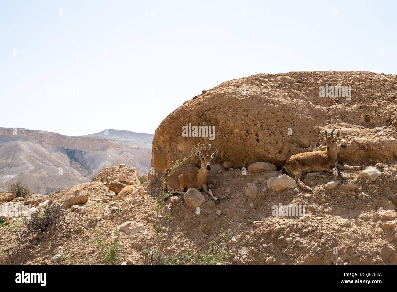 La capra di montagna Oreamnos americanus che giace sulla roccia, anche ...