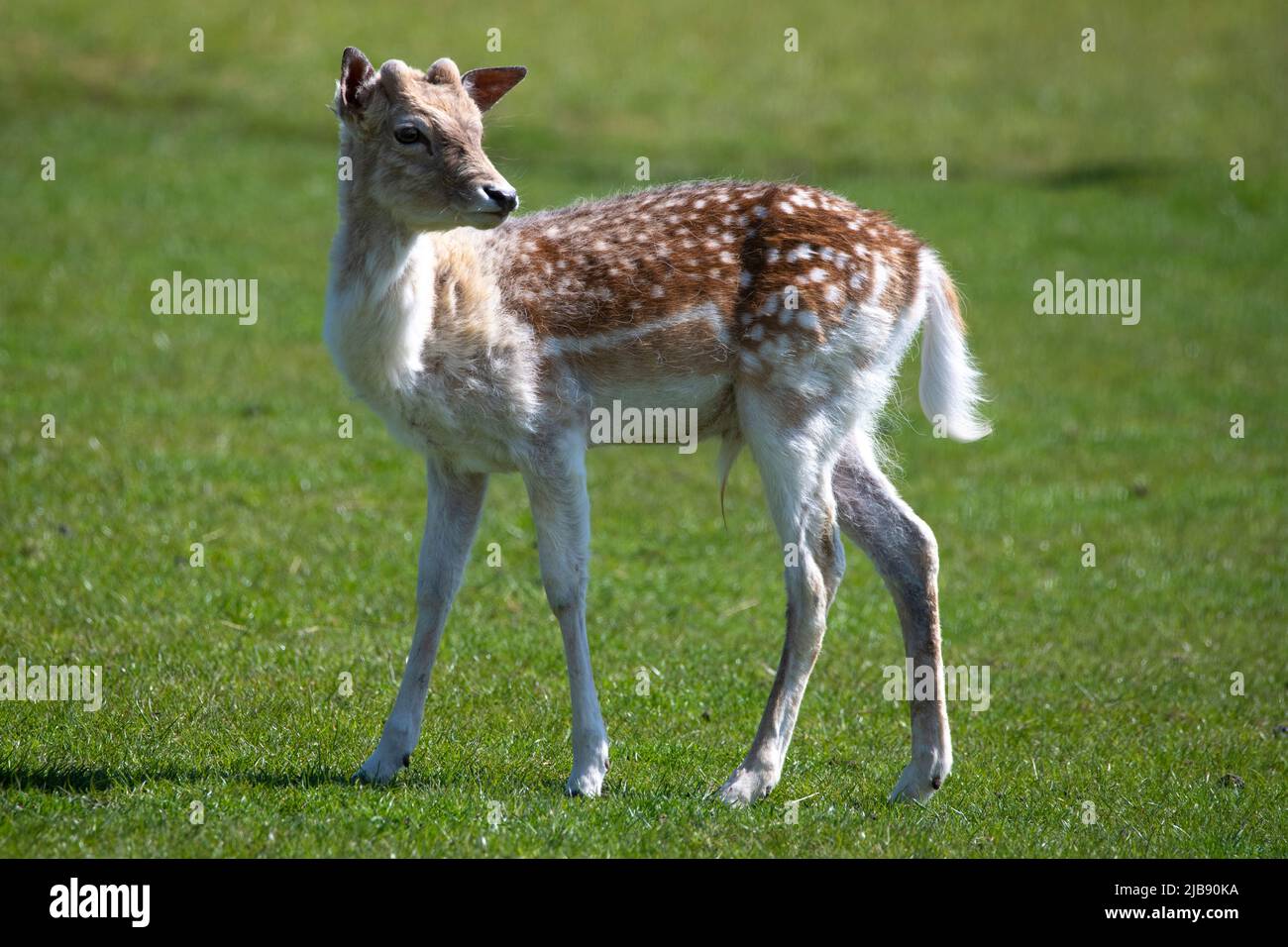 Zoo del nord immagini e fotografie stock ad alta risoluzione - Alamy