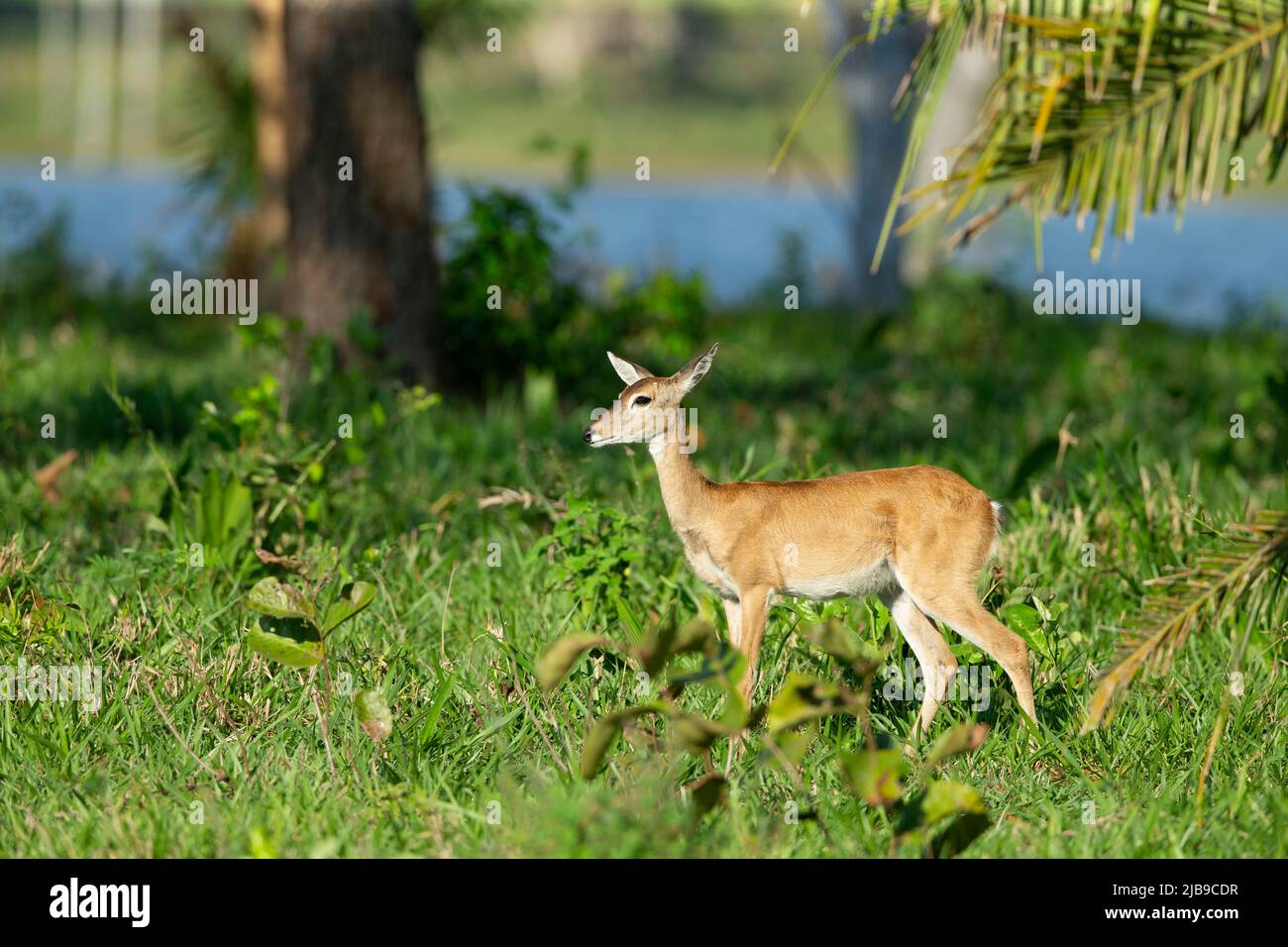 Mammiferi della pampa immagini e fotografie stock ad alta risoluzione ...