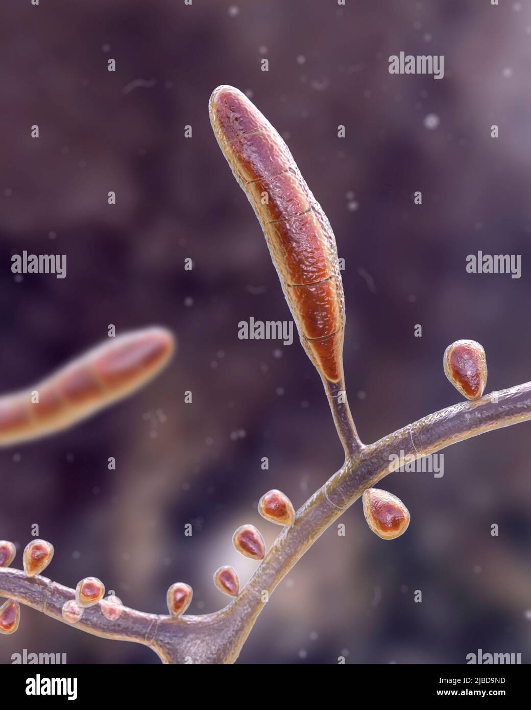 Trichophyton rubrum immagini e fotografie stock ad alta risoluzione - Alamy