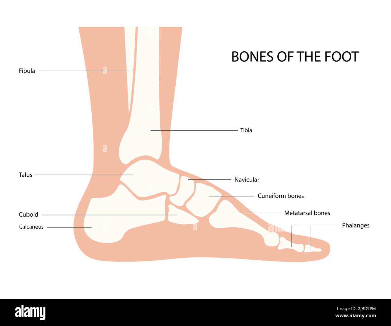 Diagramma del piede immagini e fotografie stock ad alta risoluzione - Alamy