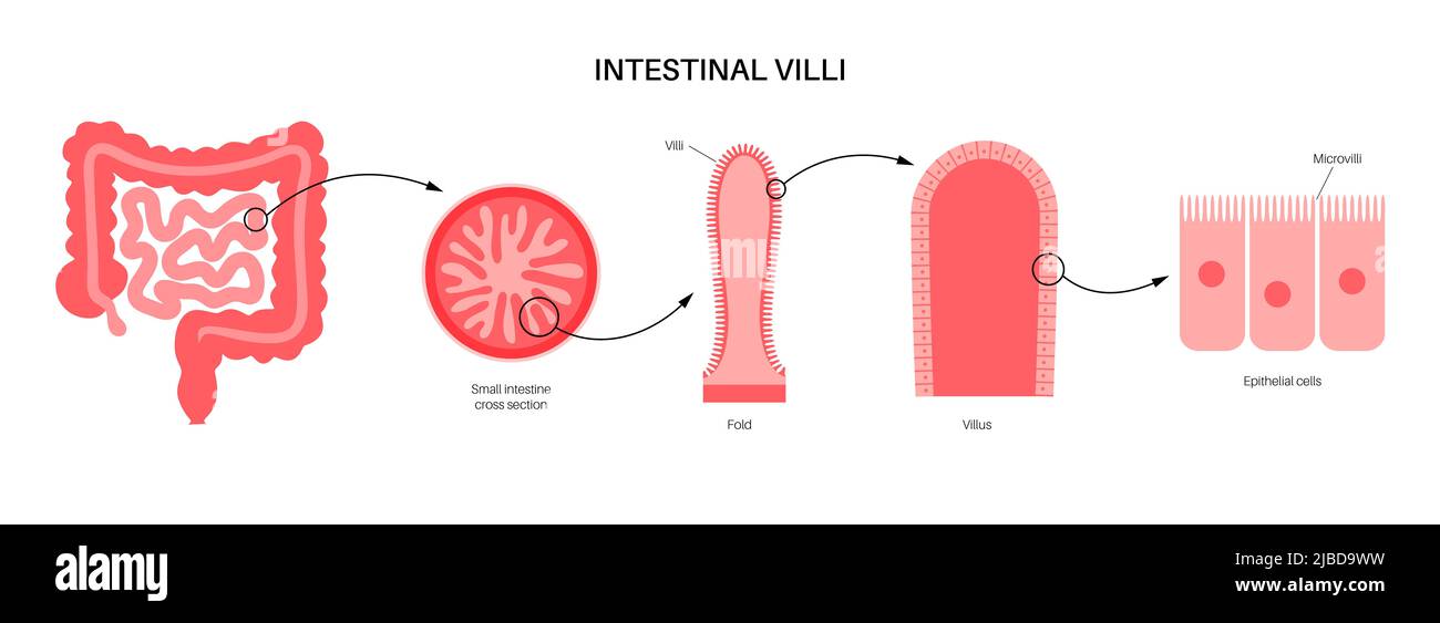 Villo intestinale umano anatomia Immagini senza sfondo e Foto Stock ...