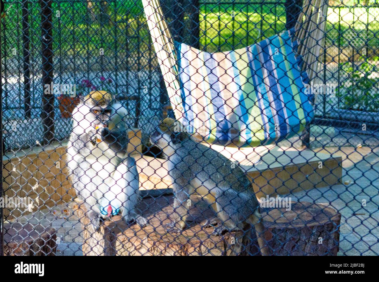 L'orso delle scimmie allo Zoo in Seaside Park, Varna, Bulgaria.Varna è ...