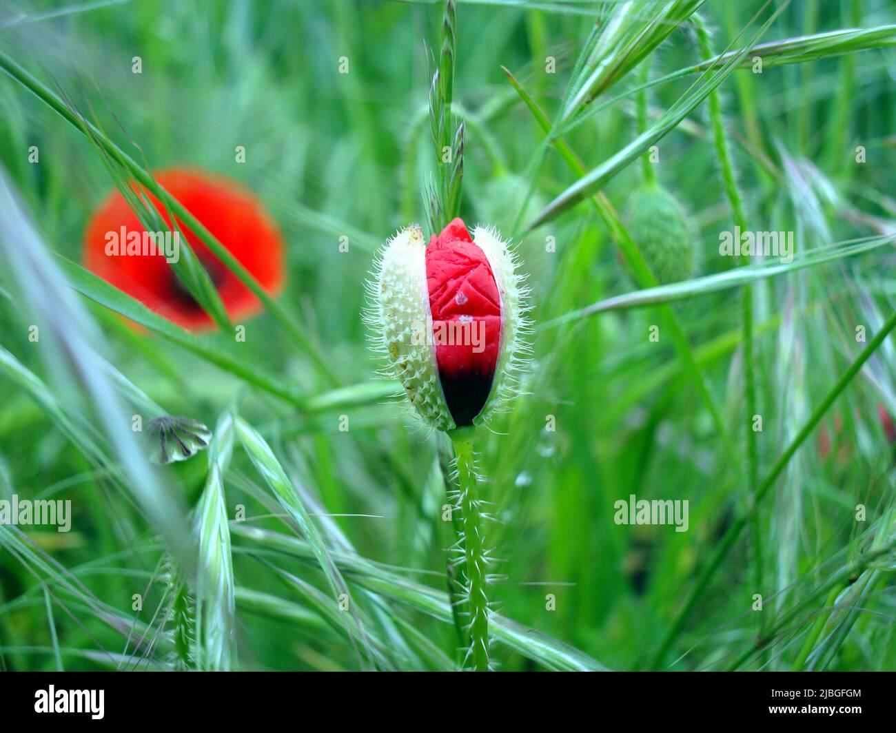 Fiore simile al papavero immagini e fotografie stock ad alta ...