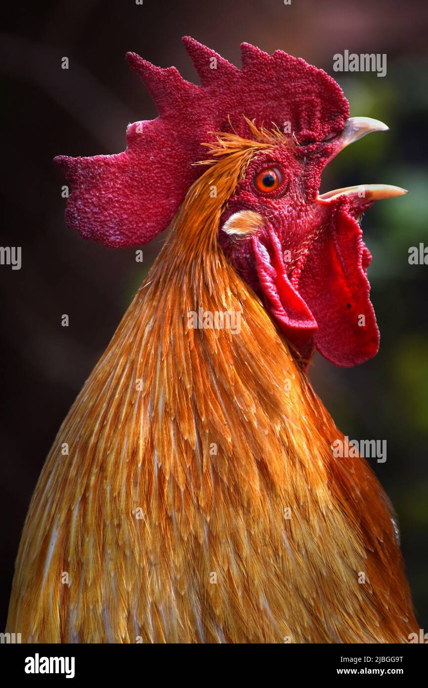 Primo piano di un gallo che canta con piume dettagliate e pettine rosso ...