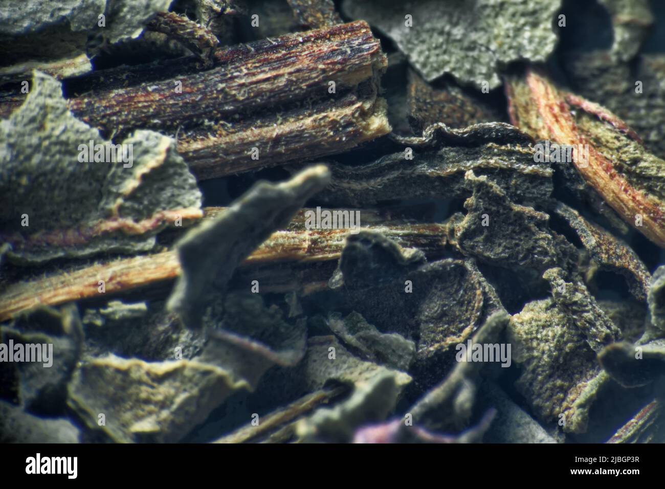 Orthosiphonis folium immagini e fotografie stock ad alta risoluzione ...