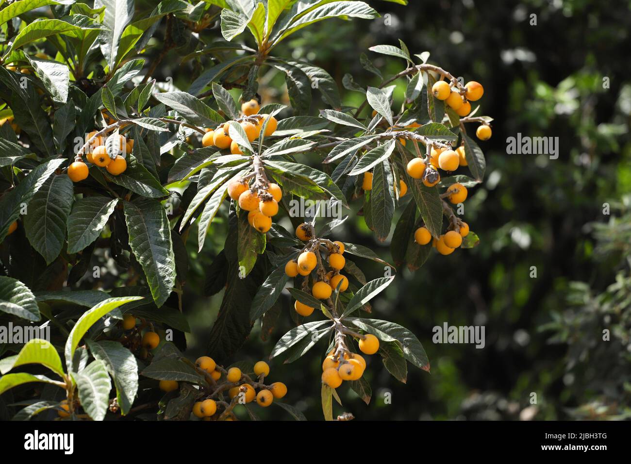 Pianta di nespolo immagini e fotografie stock ad alta risoluzione - Alamy