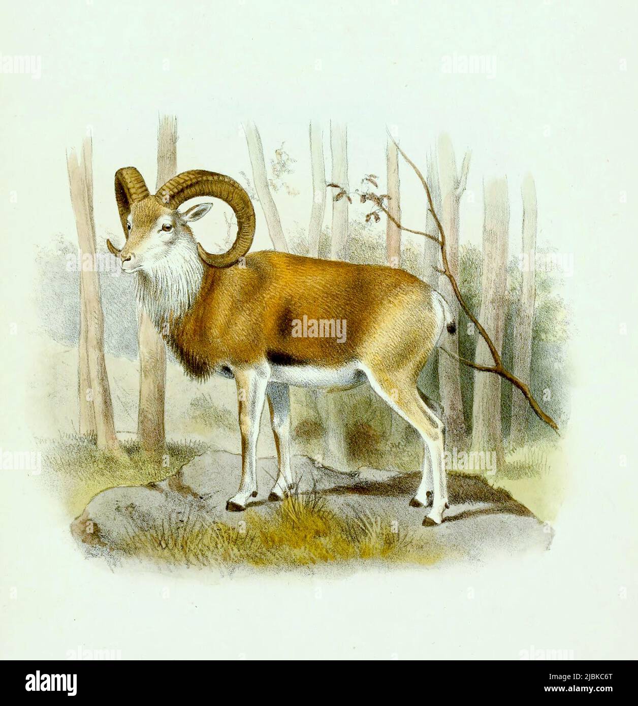 Urial oder Steppenschaf, Ovis vignei, Historisch, digital restaurierte ...