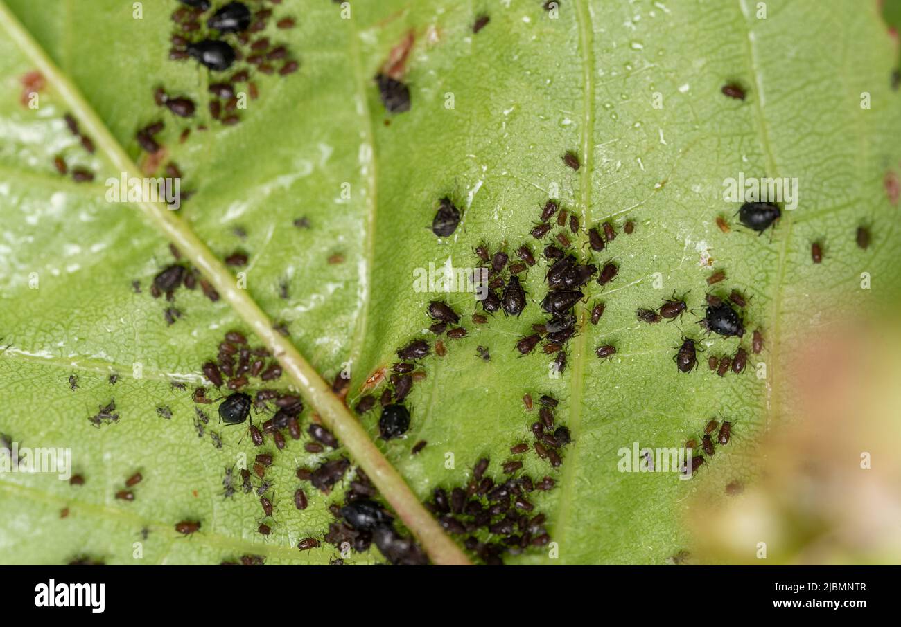 Afidi sulle foglie. Piccoli insetti neri che succhiano la linfa di ...