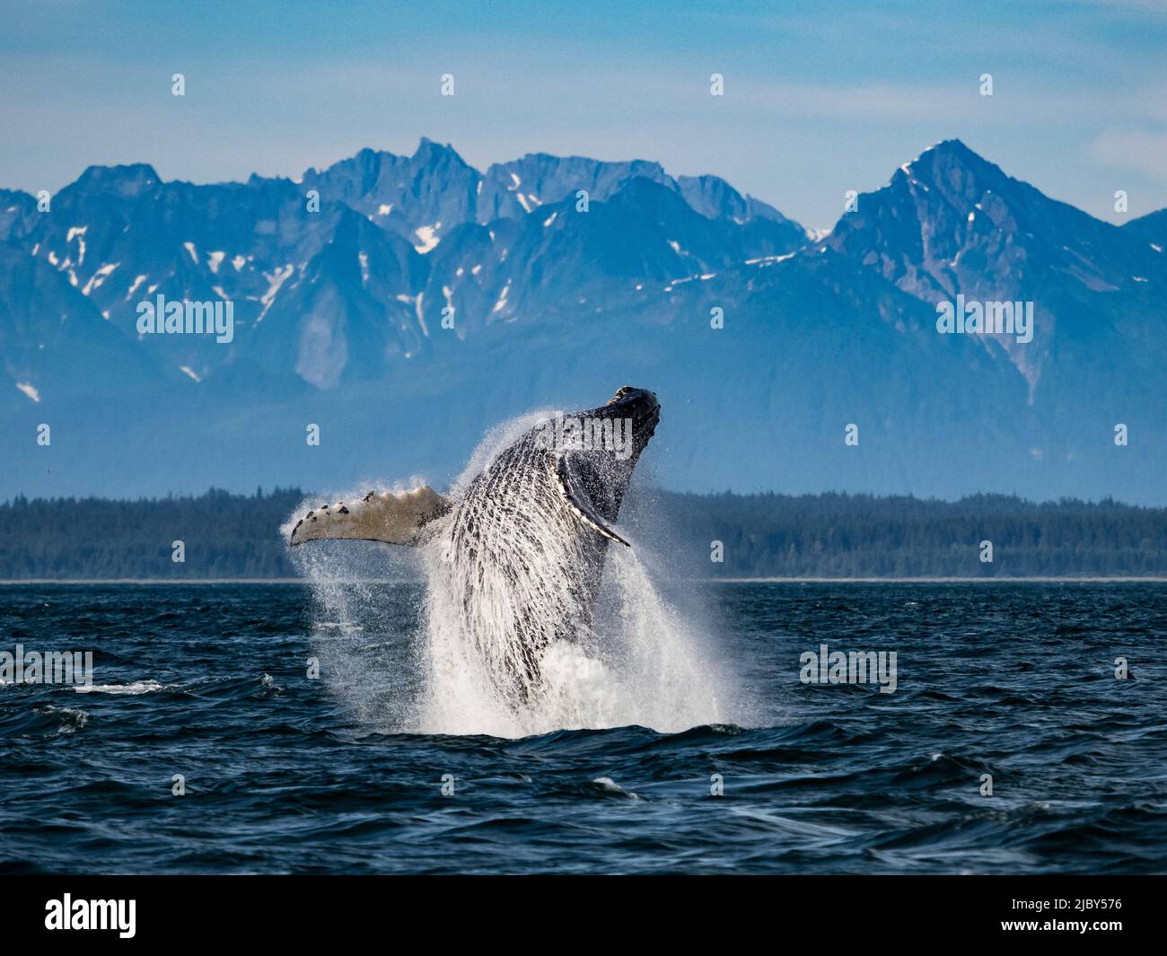 Humpback whale breaching sequence immagini e fotografie stock ad alta ...