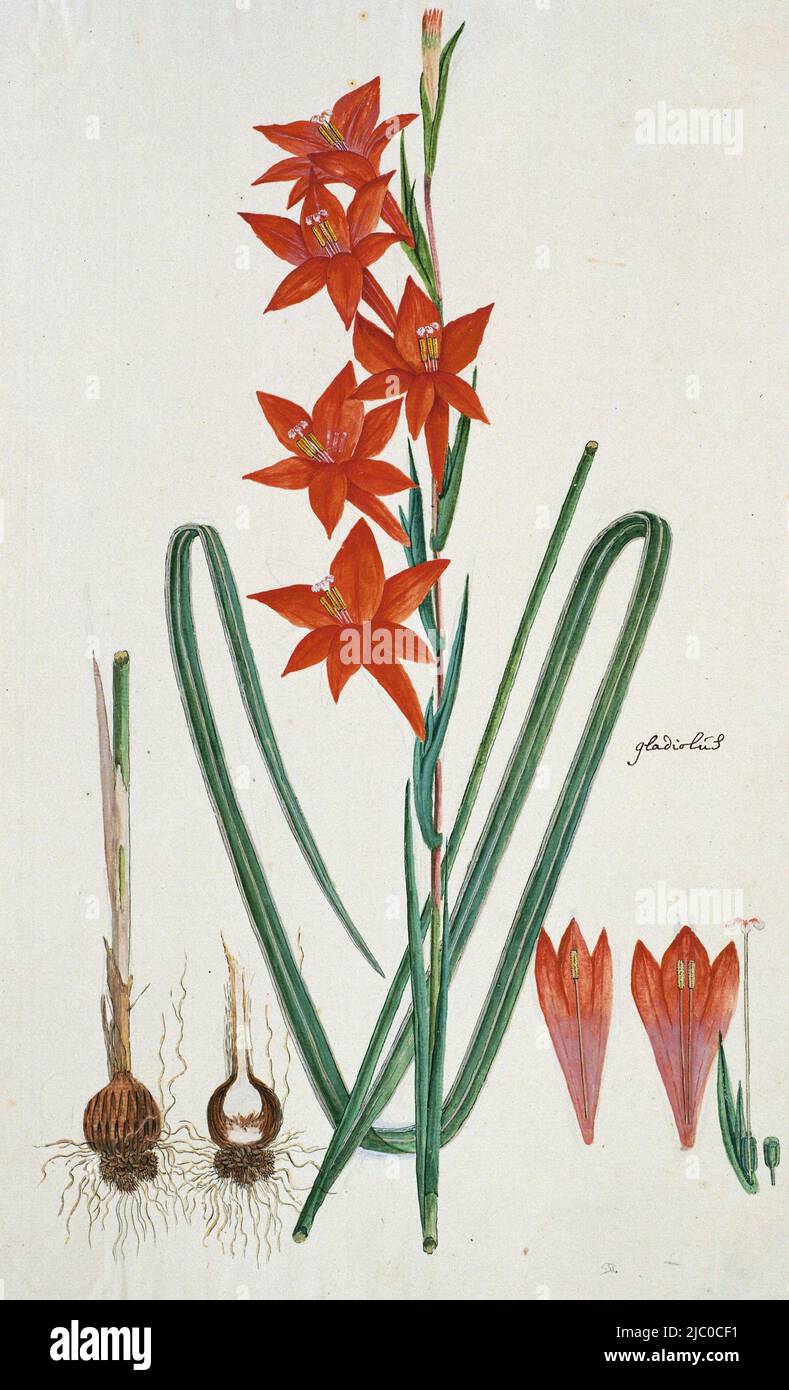 Watsonia hysterantha immagini e fotografie stock ad alta risoluzione ...