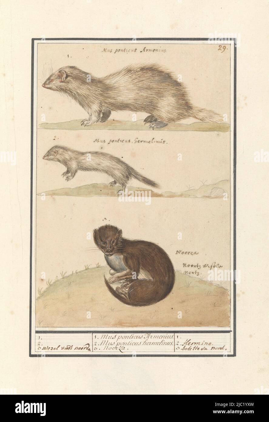 Mus ponticus hermelinus immagini e fotografie stock ad alta risoluzione ...