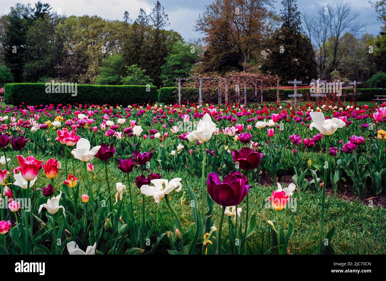 Un grande giardino di tulipani viola, viola, rosa e bianchi in una ...