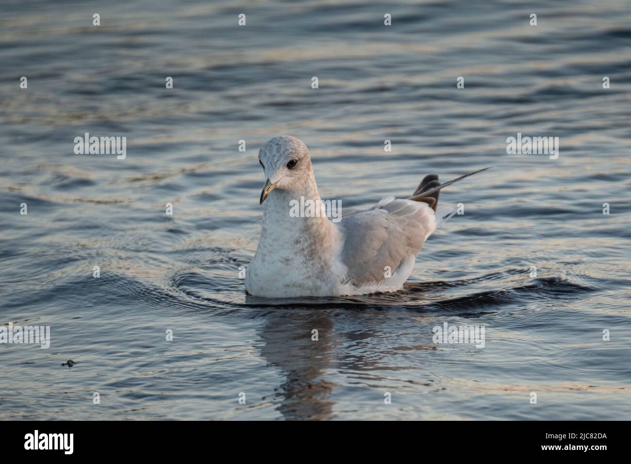 Mew gulls immagini e fotografie stock ad alta risoluzione - Alamy