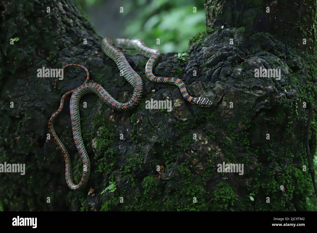 Serpente volante immagini e fotografie stock ad alta risoluzione - Alamy