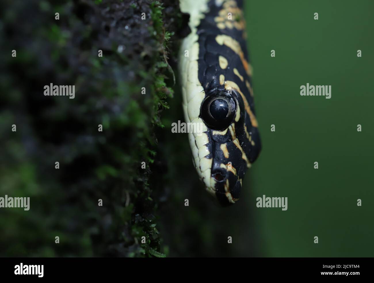 Serpente volante immagini e fotografie stock ad alta risoluzione - Alamy