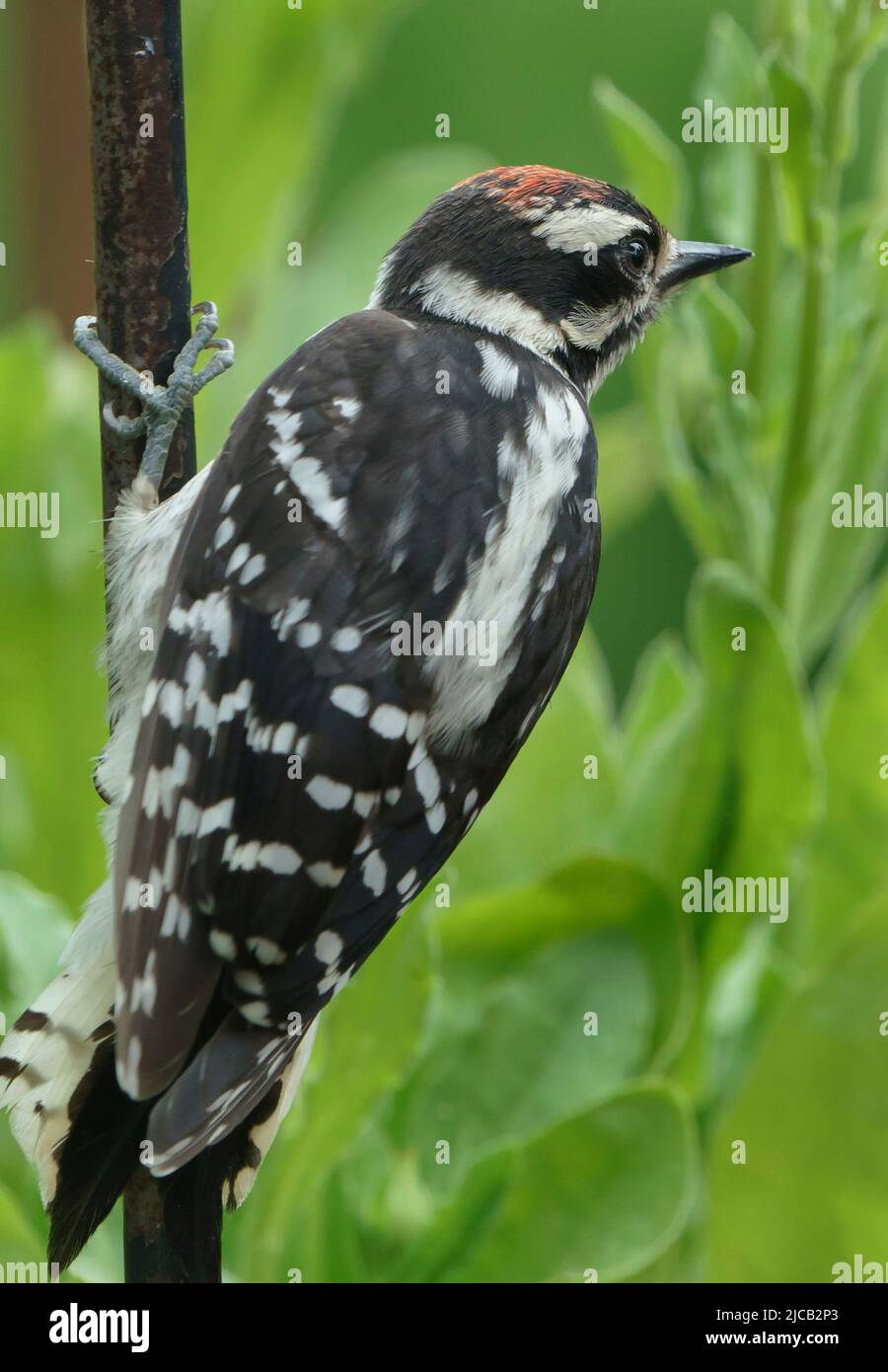 Aggrappato a un palo immagini e fotografie stock ad alta risoluzione ...