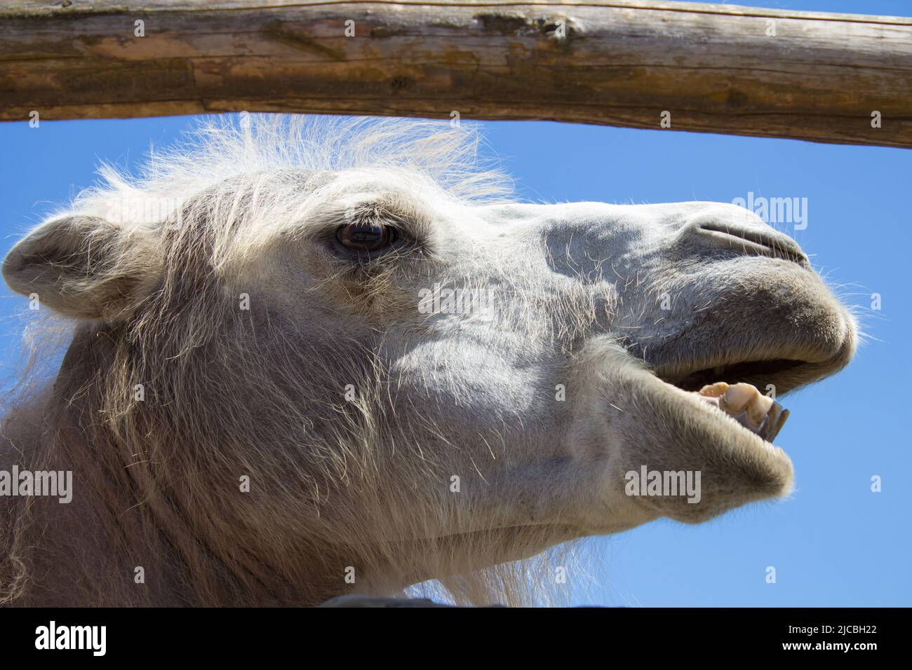 Il cammello sta sorridendo immagini e fotografie stock ad alta ...