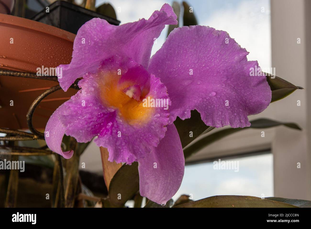 Purple cattleya orchid flower immagini e fotografie stock ad alta ...
