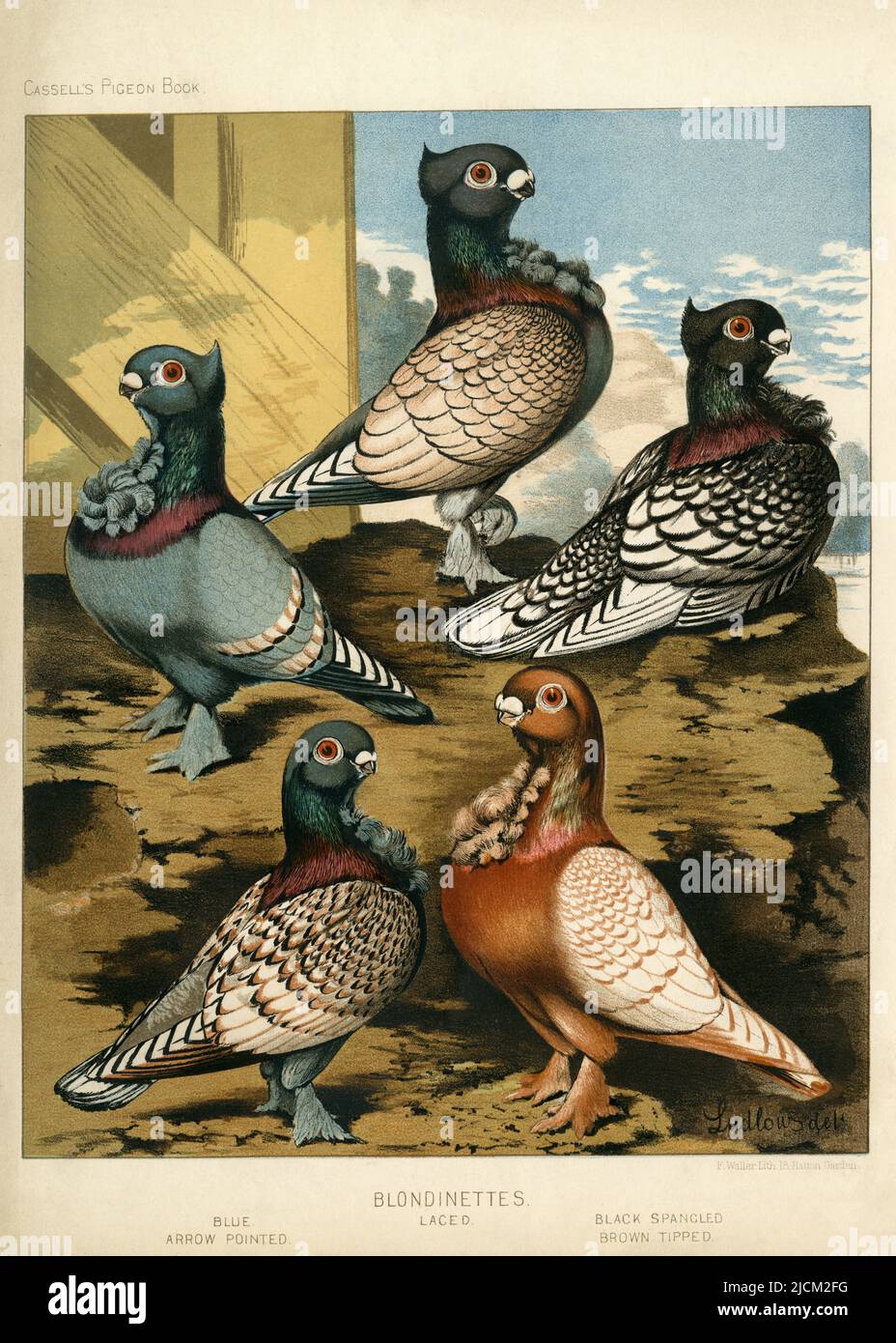 Libro del piccione di cassells immagini e fotografie stock ad alta ...