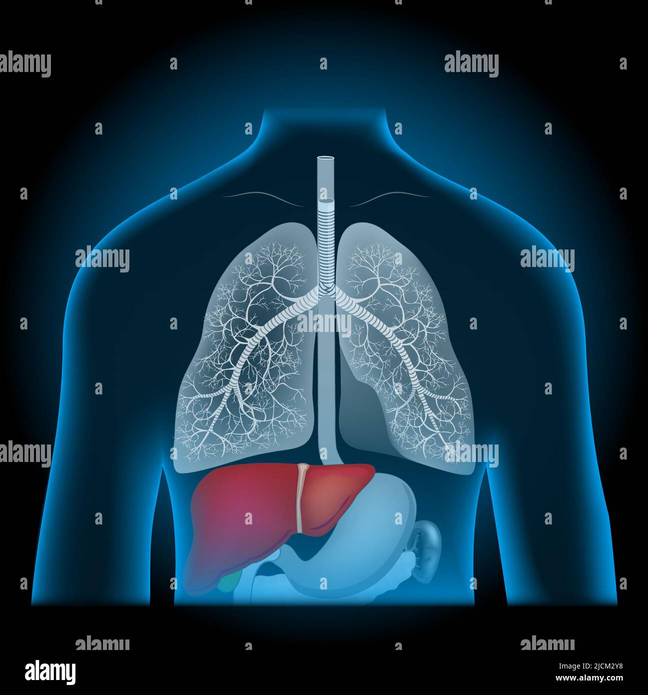 Anatomia del corpo umano. Fegato. Tratto gastrointestinale. Apparato ...