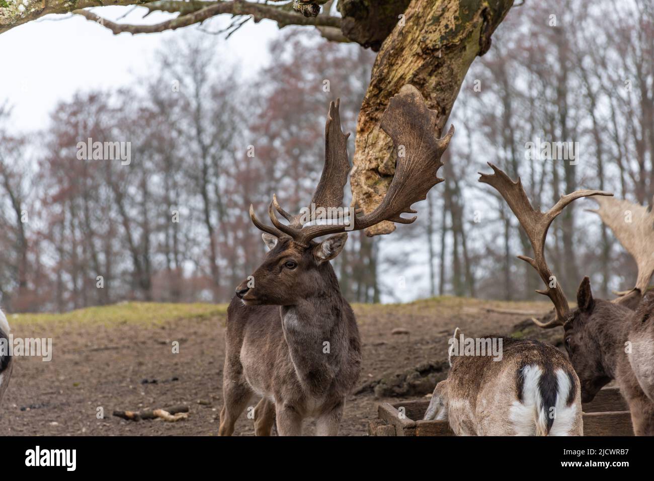 Recinto dei daini immagini e fotografie stock ad alta risoluzione - Alamy