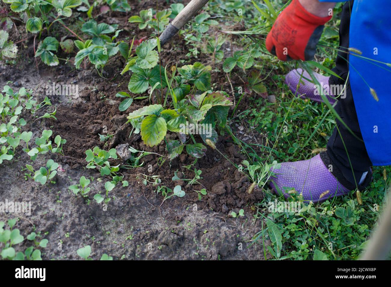 Processo di erbaccia immagini e fotografie stock ad alta risoluzione ...