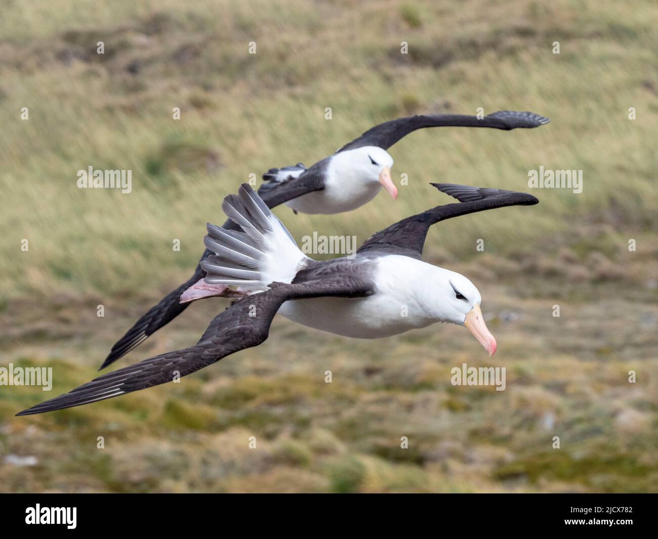 Albatro dalle sopracciglia nere che volano nelle falkland immagini e ...