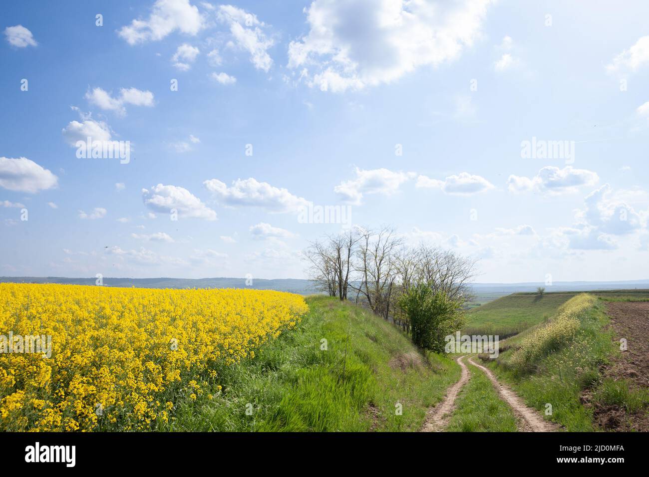 Foto di un campo giallo e di un cielo blu in estate, fatto di un campo ...