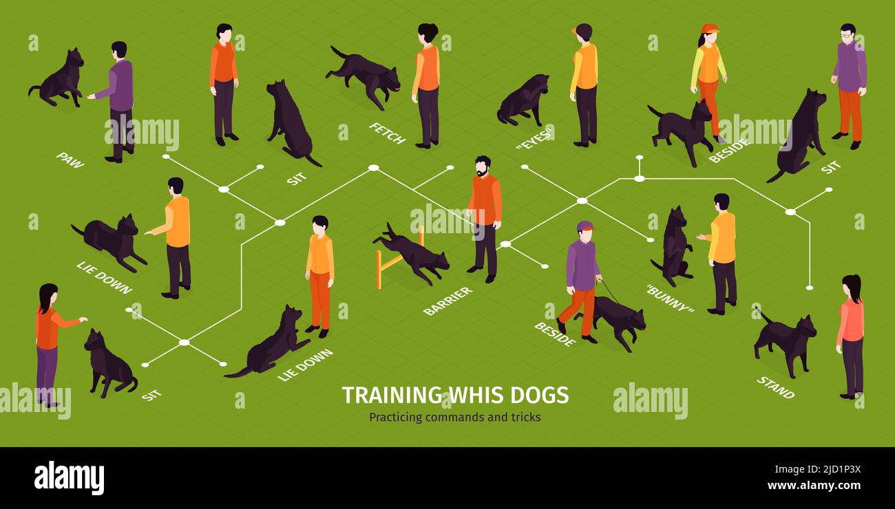 Infografica isometrica di addestramento del cane con diagramma di ...