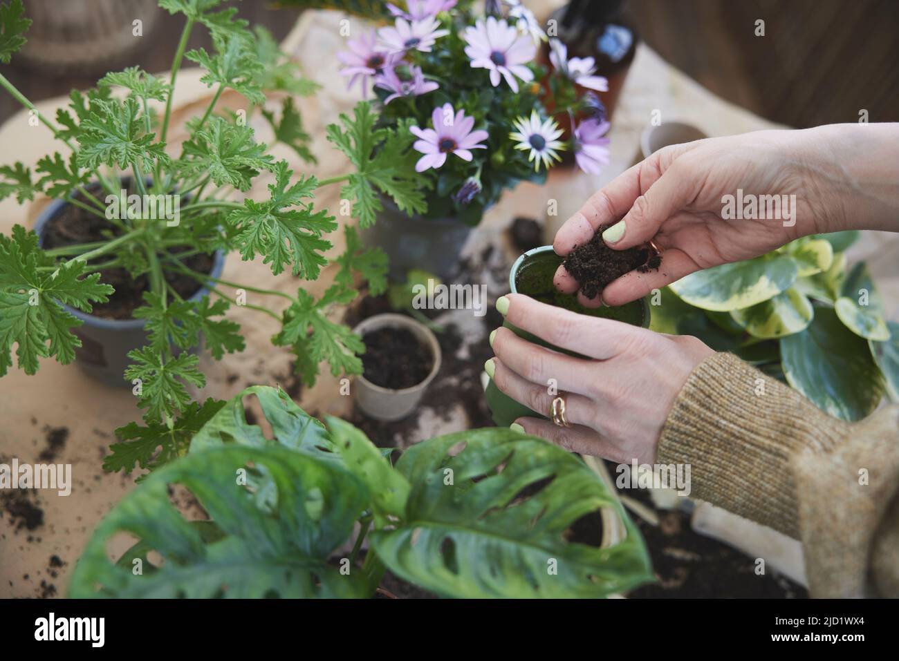 Piantare la vegetazione del suolo immagini e fotografie stock ad alta ...
