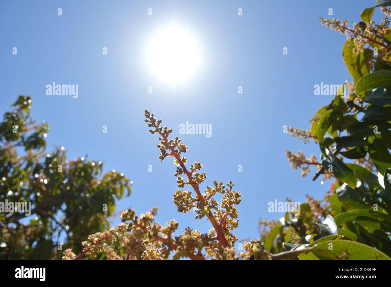 Fiore di mango immagini e fotografie stock ad alta risoluzione - Alamy
