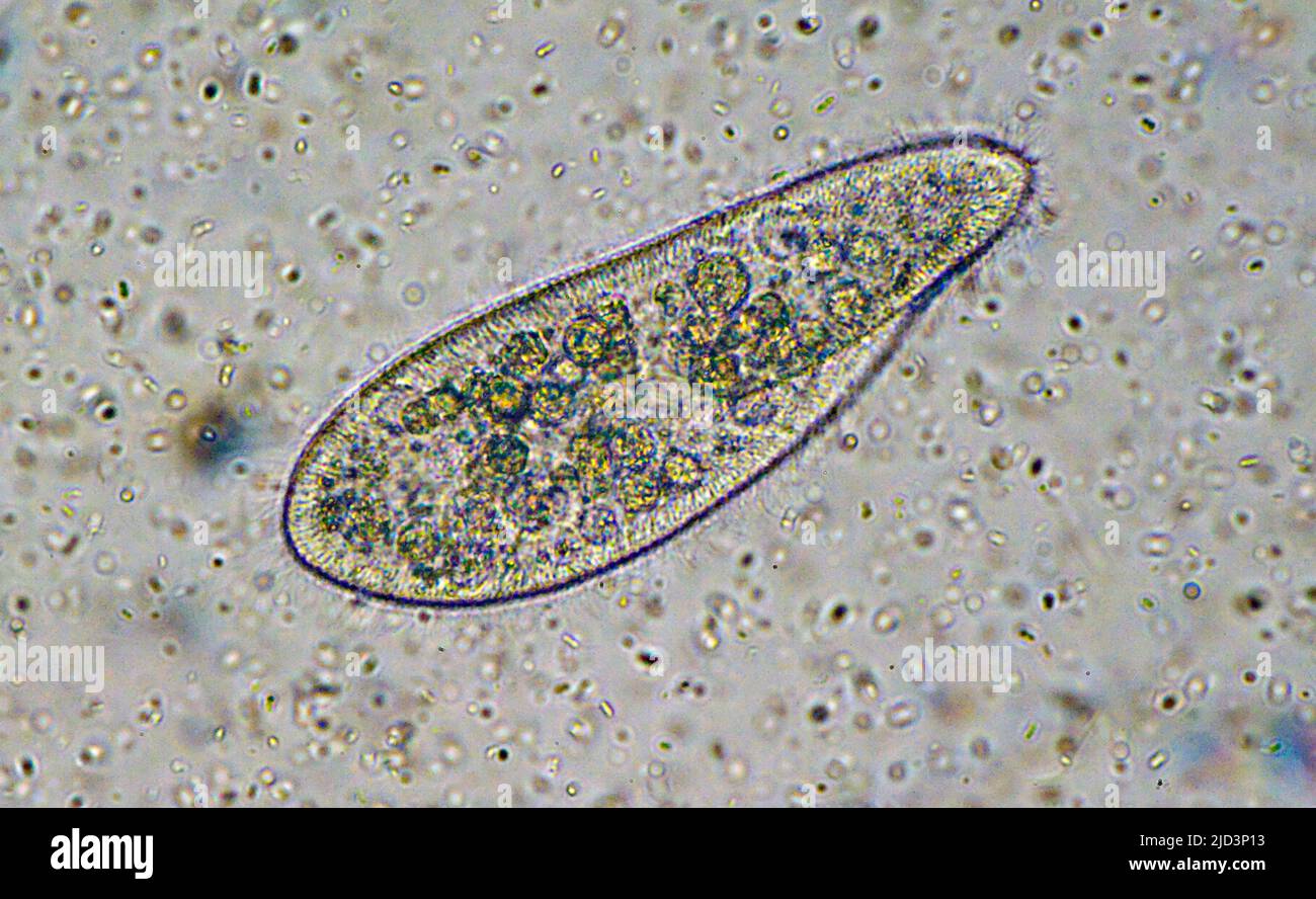 Protozoi ciliati immagini e fotografie stock ad alta risoluzione - Alamy