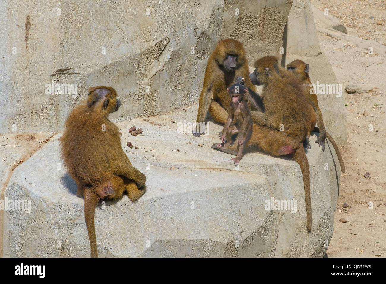 Cervelli di scimmia immagini e fotografie stock ad alta risoluzione - Alamy