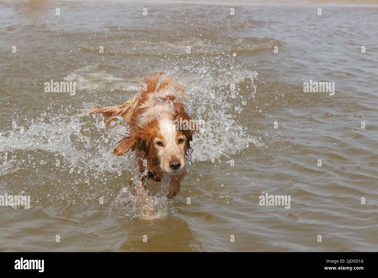 Cocker spaniel cane che corre in mare immagini e fotografie stock ad ...