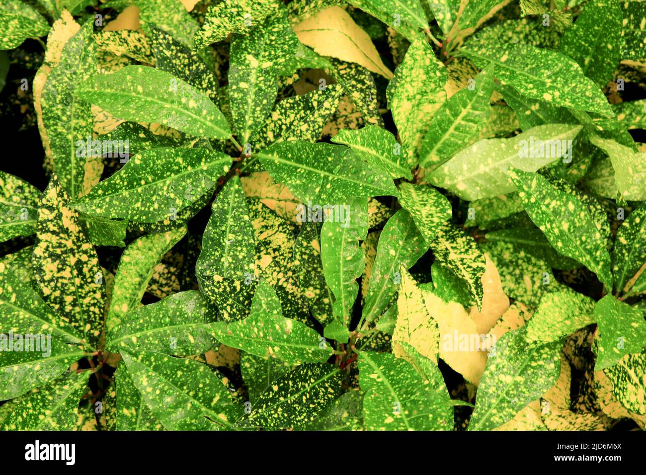 Alloro giapponese variegato immagini e fotografie stock ad alta ...