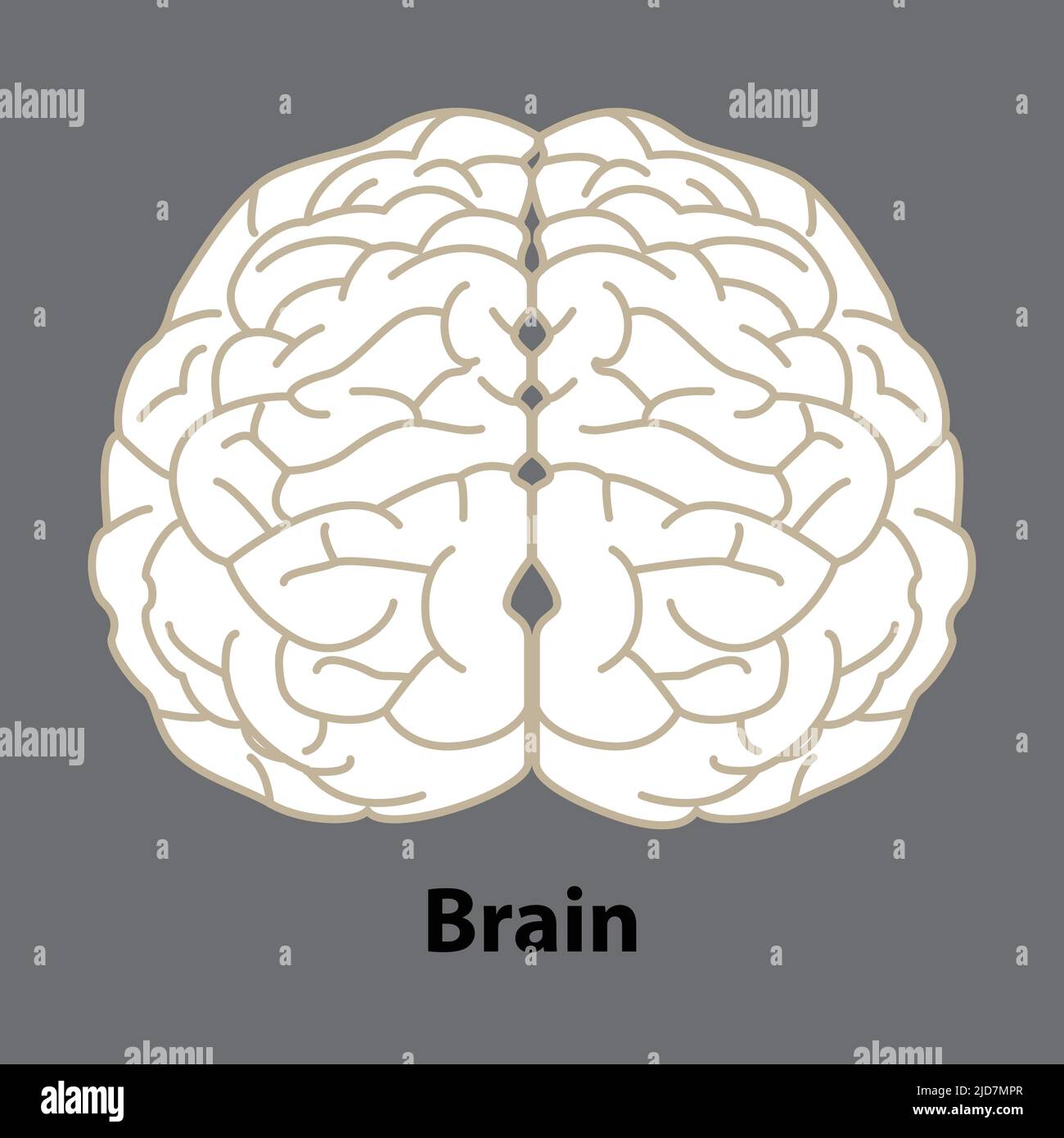 Encefalo umano anatomia Immagini Vettoriali Stock - Alamy