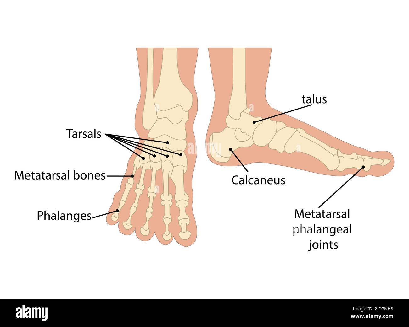 Tibia perone Immagini Vettoriali Stock - Alamy