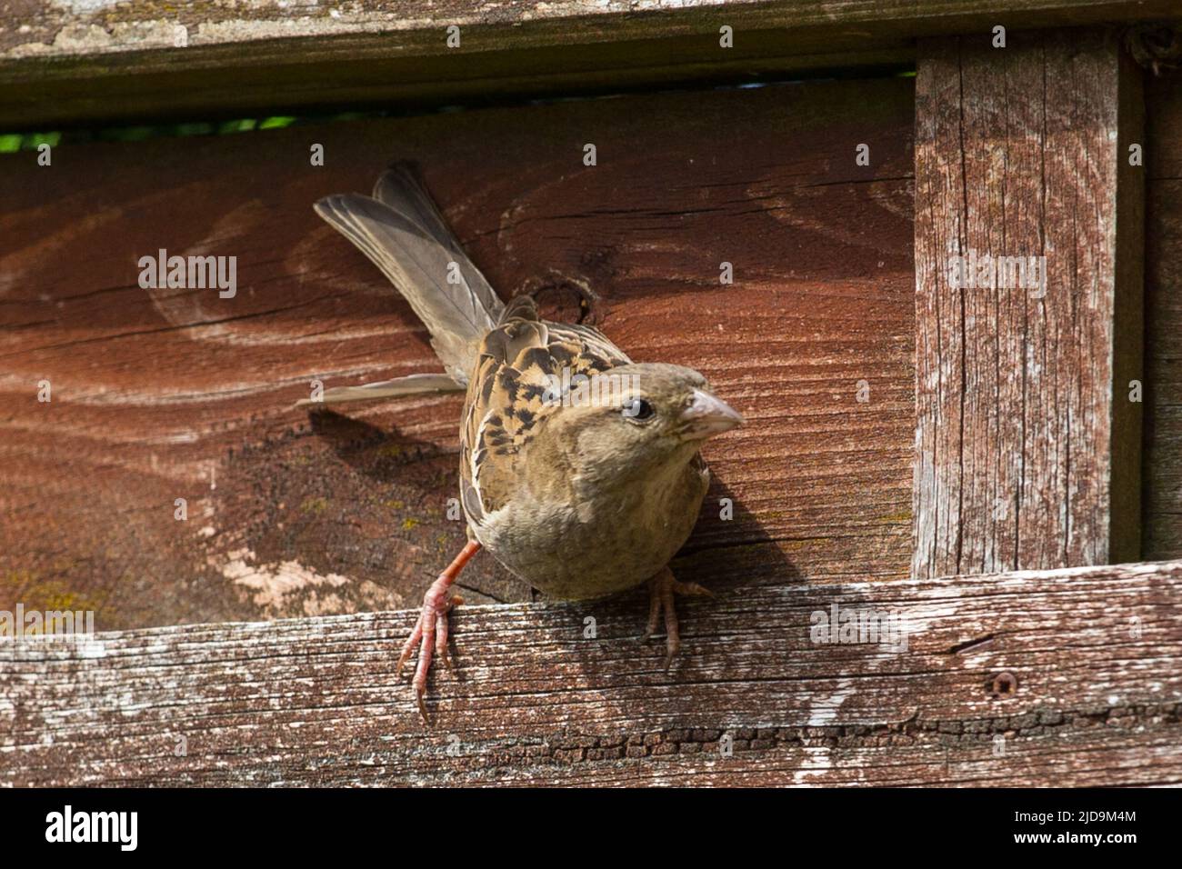 Passeri in natura immagini e fotografie stock ad alta risoluzione - Alamy