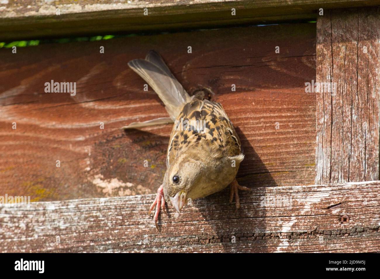 Passeri in natura immagini e fotografie stock ad alta risoluzione - Alamy