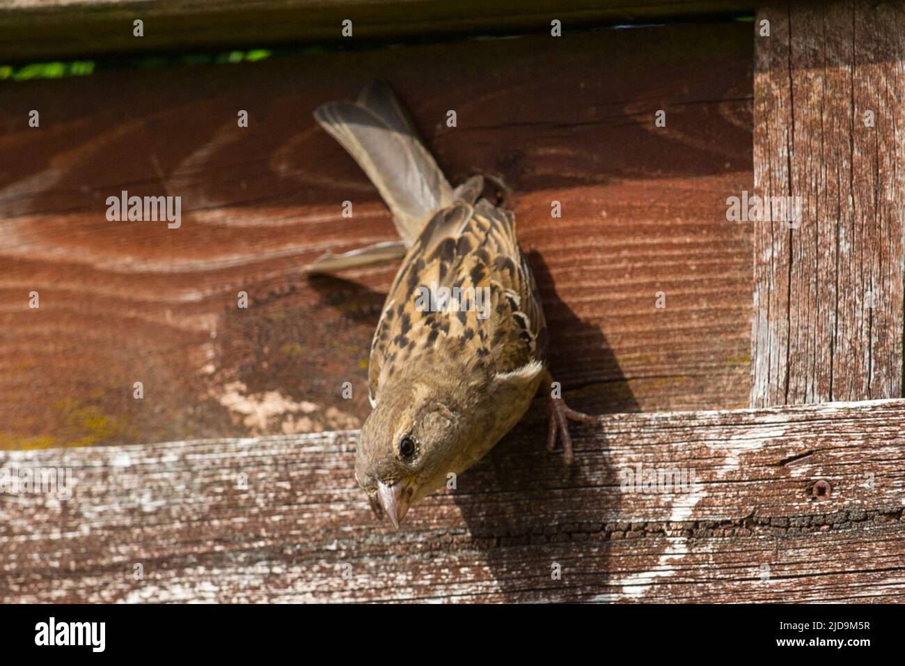 Passeri in natura immagini e fotografie stock ad alta risoluzione - Alamy