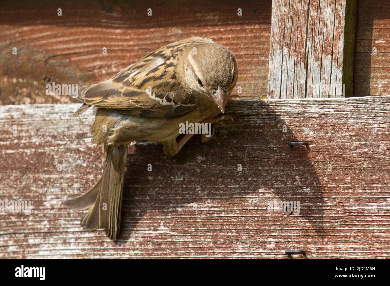 Passeri in natura immagini e fotografie stock ad alta risoluzione - Alamy